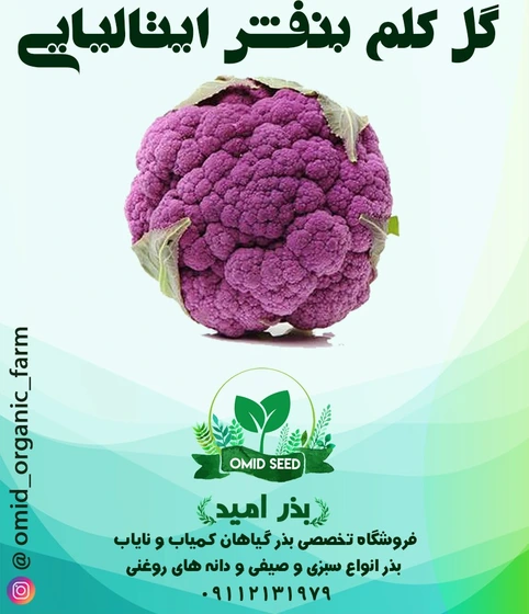 خرید و قیمت گل کلم بنفش ایتالیایی | ترب