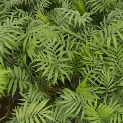 خرید و قیمت گل شامادورا سه بوته ایی | ترب