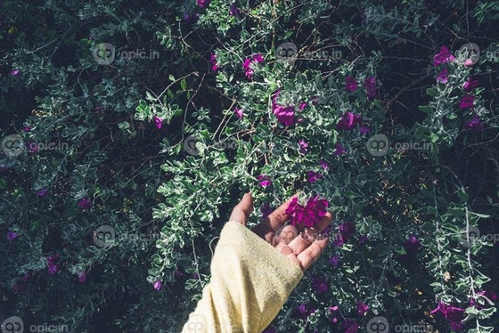 خرید و قیمت دانلود عکس دست زدن به گل های بنفش رنگ در طبیعت باغ ترب