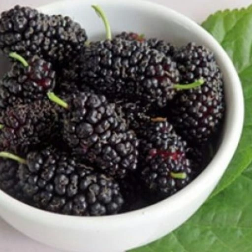 خرید و قیمت توت سیاه تازه 100 گرمی(خریداریم ، فروشنده و تولید کننده ایم ...