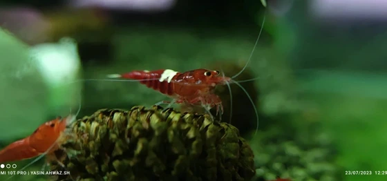 خرید و قیمت شریمپ میگو رد رابی Shrimp Red Ruby | ترب