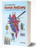 خرید و قیمت A Visual Analogy Guide to Human Anatomy | ترب