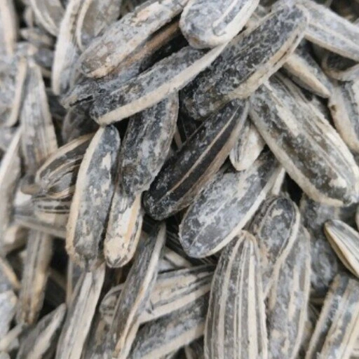 خرید و قیمت تخمه افتاب گردان تازه خوی درشت و خوش طعم یک کیلویی ترب