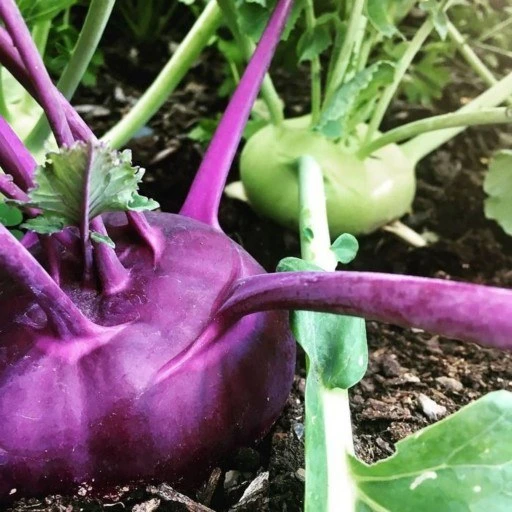 خرید و قیمت بذر کلم قمری بنفش بسته 100 عددی | ترب