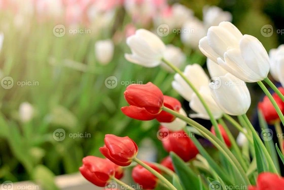 خرید و قیمت دانلود عکس شکوفه گل لاله قرمز و سفید در باغ بهار ترب
