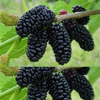 خرید و قیمت نهال شاه توت آمریکایی غول آسا | ترب