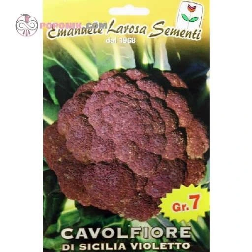 خرید و قیمت بذر گل کلم بنفش لاروزا | ترب