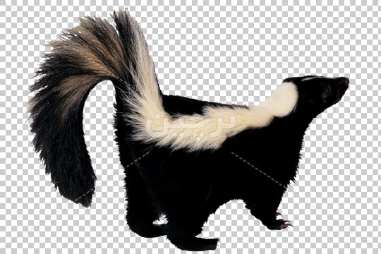 خرید و قیمت عکس بدون زمینه راسو با فرمت png | ترب