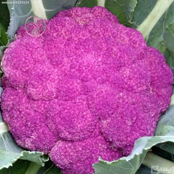 خرید و قیمت گل کلم بنفش سیسیلی | ترب