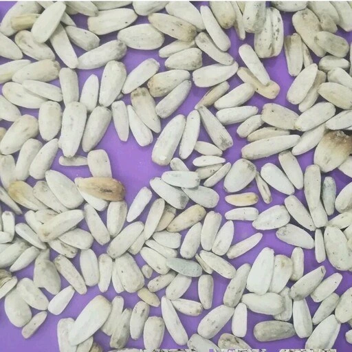 خرید و قیمت تخمه آفتاب گردان سفید بوداده شده ارسال با باربری و هزینه