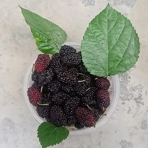 خرید و قیمت شاتوت توت تازه ظرف یک کیلویی هایپر گلسا | ترب