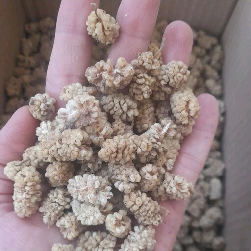 خرید و قیمت توت خشک افتابی صدرصد طبیعی وتمیز و تازه نیم کیلویی | ترب