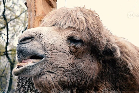 خرید و قیمت دانلود عکس سر شتر با دهان باز | اوپیک | ترب