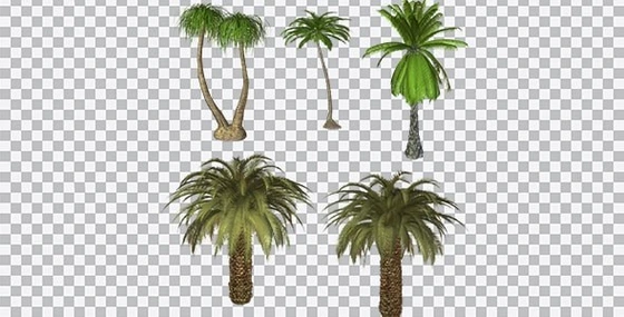 خرید و قیمت دانلود تصویر PNG مجموعه انواع درخت نخل | ترب