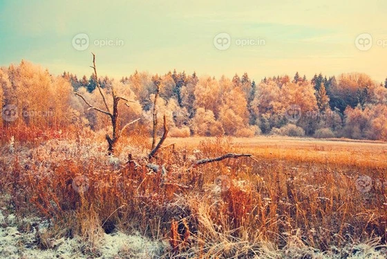 خرید و قیمت دانلود عکس منظره در غروب آفتاب چمن خشک جنگل چوب خشک ترب