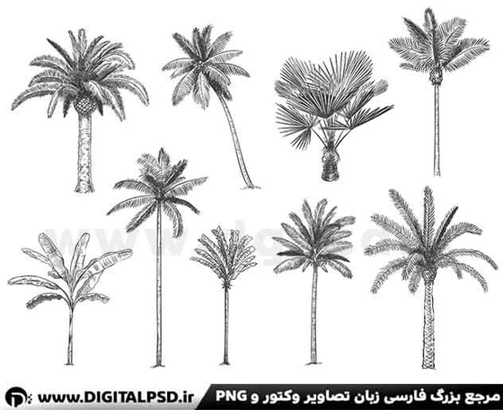 خرید و قیمت دانلود مجموعه وکتور درخت نخل | ترب