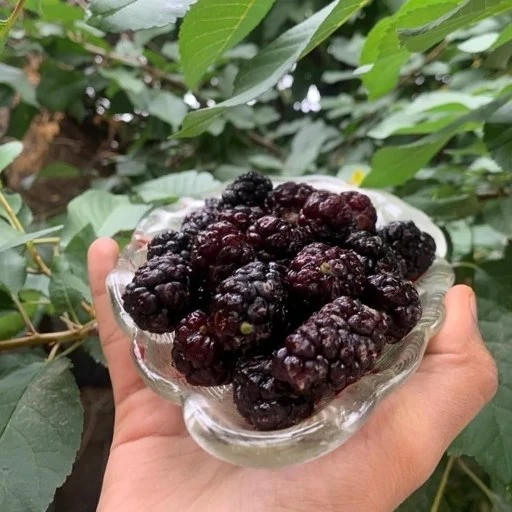 خرید و قیمت شاه توت نوبرانه تازه تازه500گرمی در بسته بندی مناسب | ترب