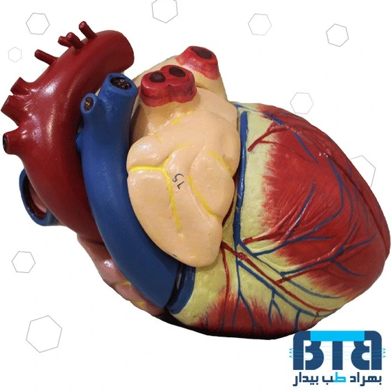 خرید و قیمت مولاژ قلب انسان 6 قسمتی | ترب