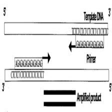خرید و قیمت Inter simple sequence repeat (ISSR) polymorphism and its application in plant ...