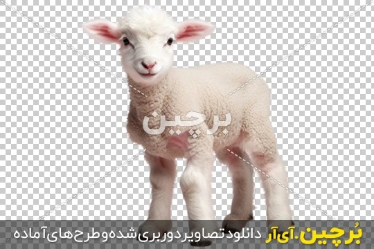خرید و قیمت عکس بدون زمینه بره گوسفند سفید | ترب