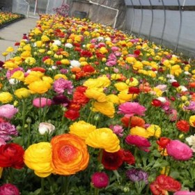 خرید و قیمت بوته گل آنمون | ترب