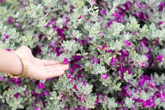 خرید و قیمت دانلود عکس گل های بنفش از درختان برگ سفید زیبایی طبیعت ترب