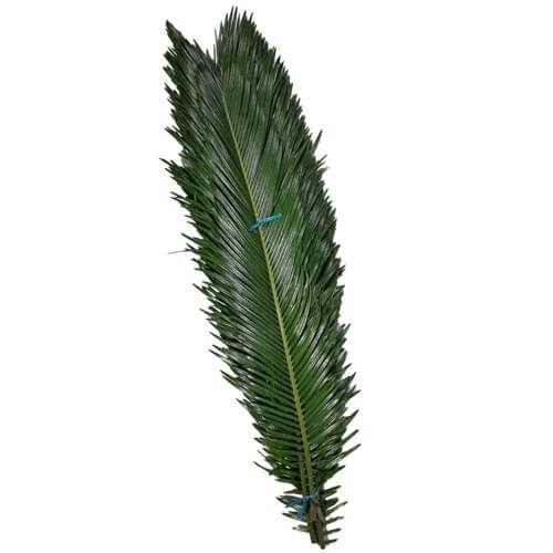 خرید و قیمت برگ سیکاس – Cycas revolute leaf | ترب