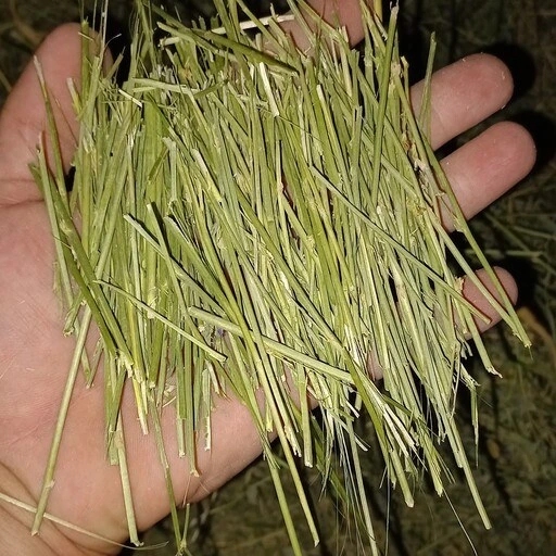 خرید و قیمت ساقه های ترد و کاملا خشک یونجه بدون برگ در بسته بندی 1