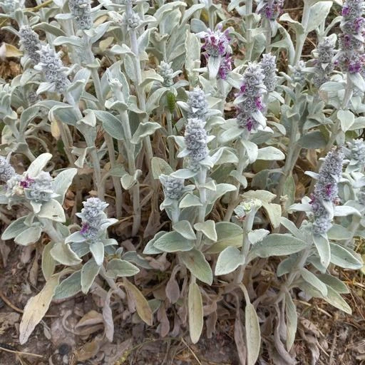 خرید و قیمت گیاه میش گوش یا پولک یا سنبل ارسباران خشک و امساله 50 گرمی ترب