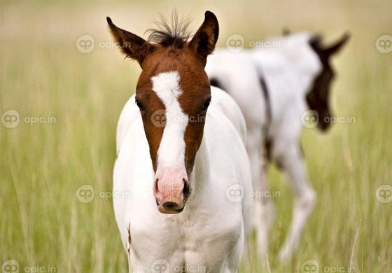 خرید و قیمت دانلود عکس مزرعه مادیان اسب و کلت ساسکاچوان | اوپیک | ترب