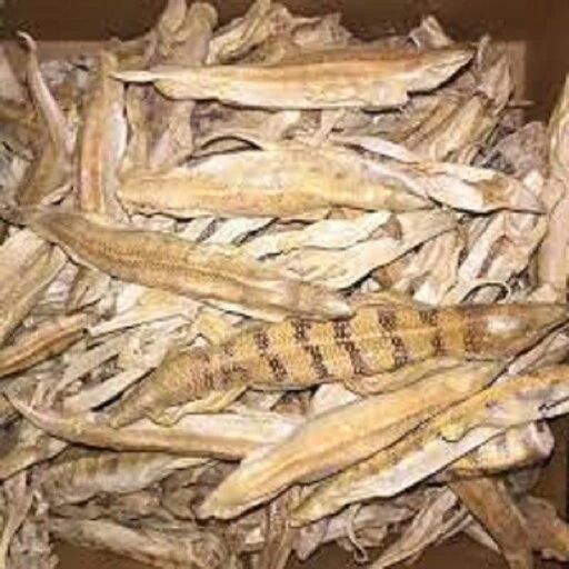 خرید و قیمت ریگ ماهی خشک 20 گرمی بدون نمک مصری اصلی | ترب