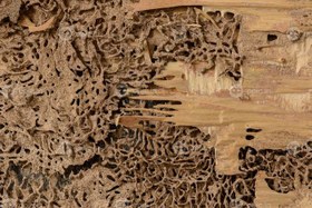 خرید و قیمت دانلود عکس کلوزآپ پس زمینه و بافت موریانه لانه در دیوار ...