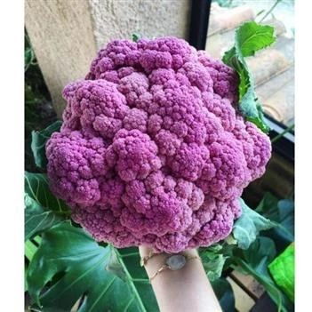 خرید و قیمت بذر کلم گل بنفش لاروزا | ترب